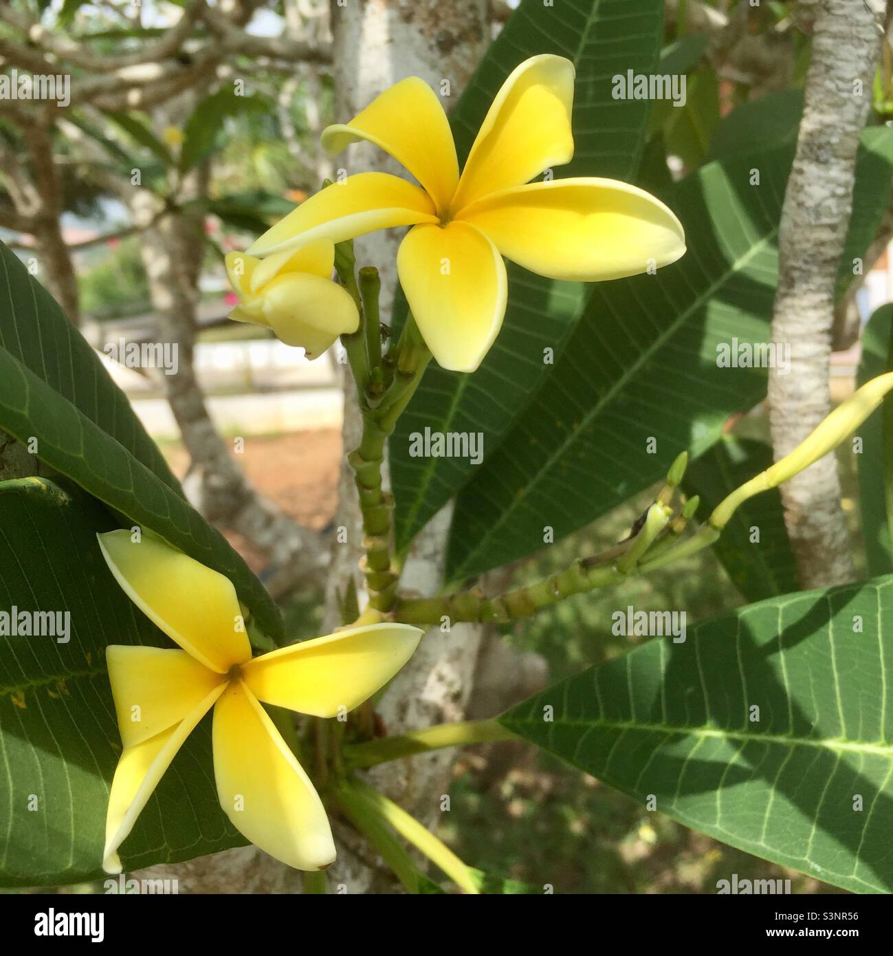 Equatorial garden hi-res stock photography and images - Alamy