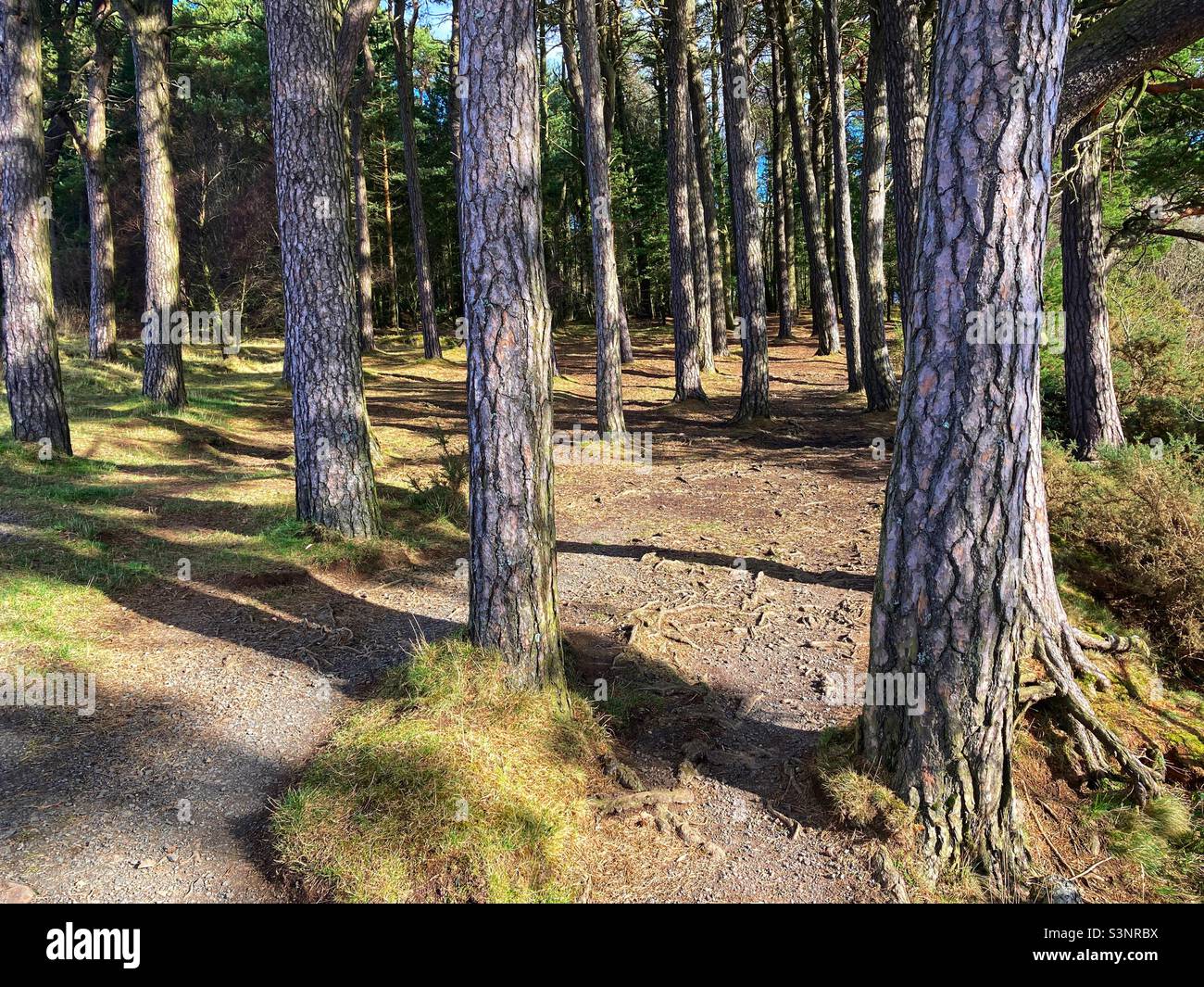 Conifers trees hi-res stock photography and images - Alamy