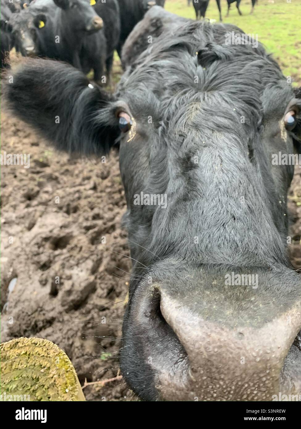Angus cows hi-res stock photography and images - Alamy
