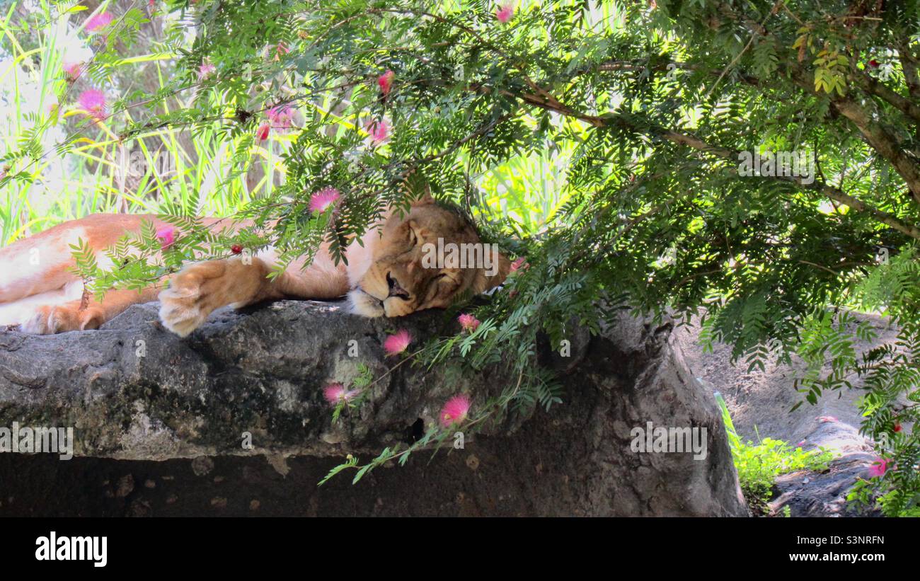 Lion under tree hi-res stock photography and images - Alamy