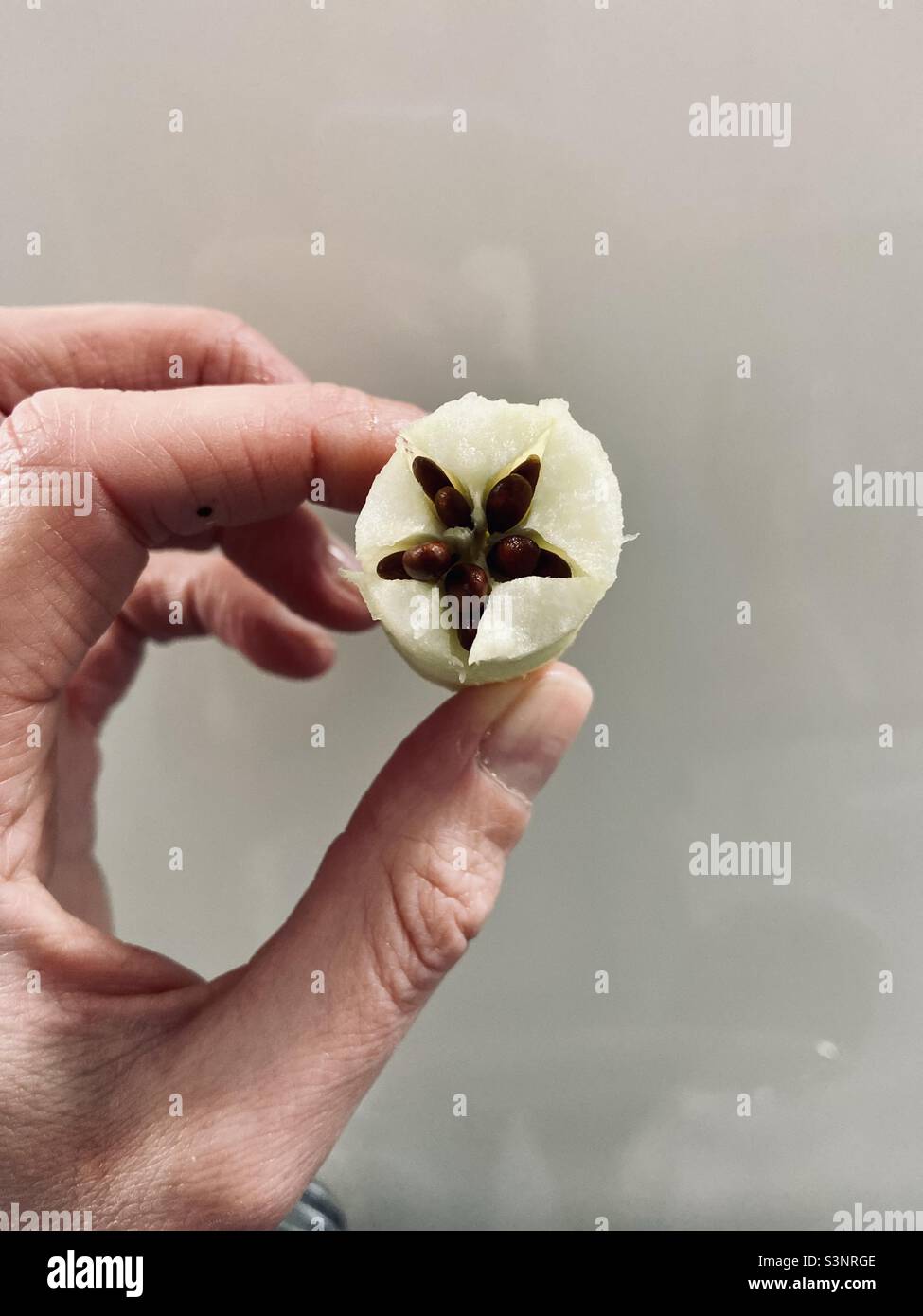 Star fruit cross section hi-res stock photography and images - Alamy