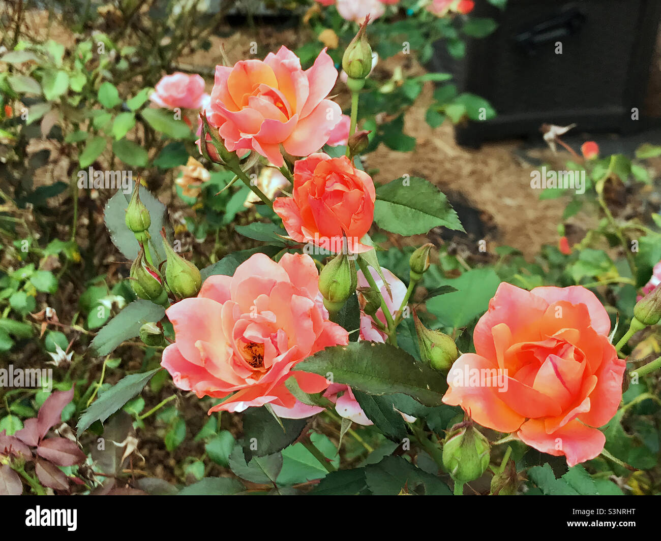 Orange colored roses hi-res stock photography and images - Alamy