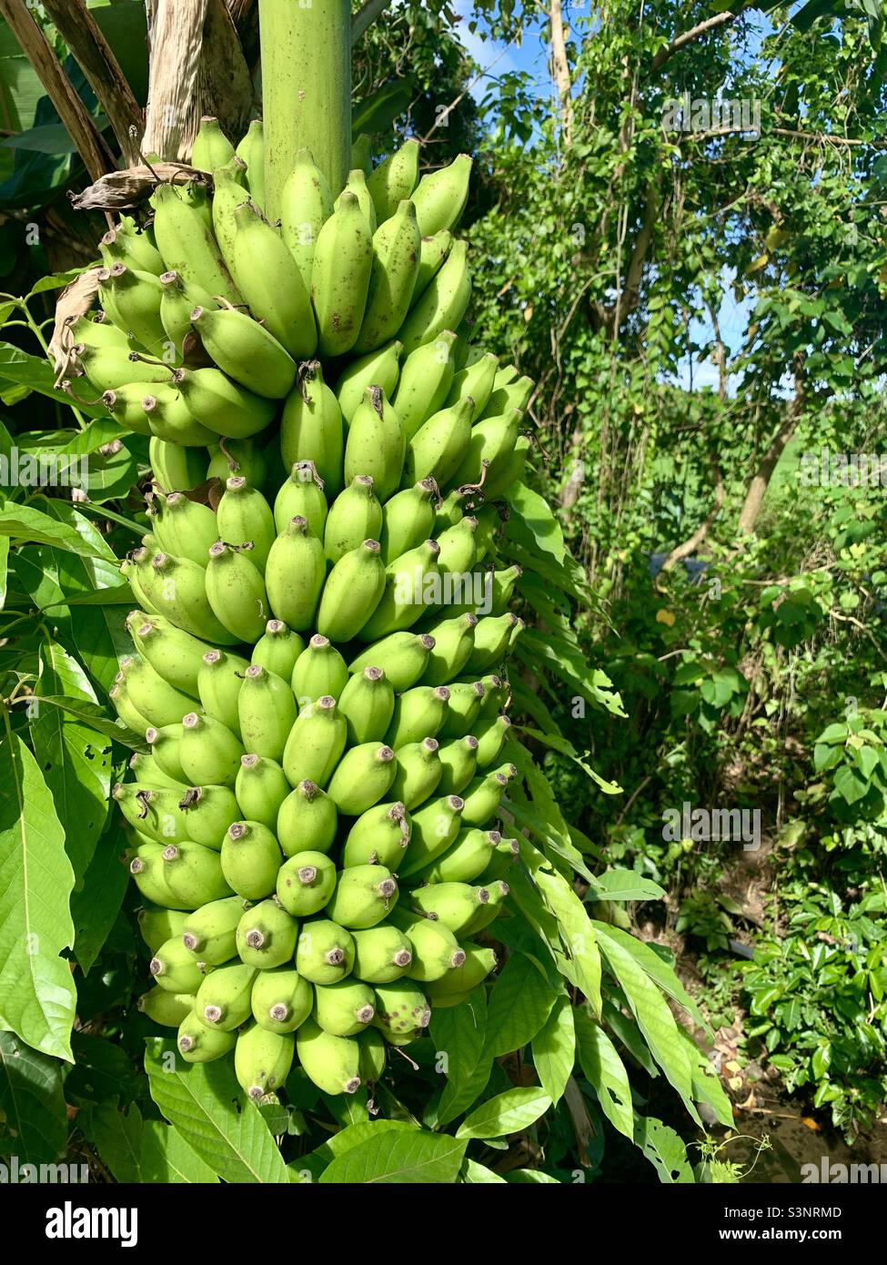 A banana plant with unripe fruits Stock Photo - Alamy