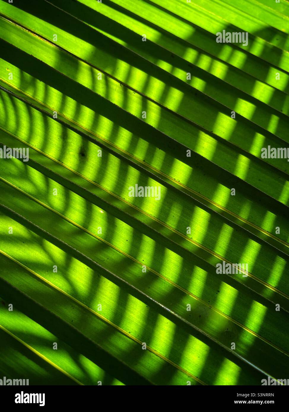 Light and Shadows creating lines patterns on coconut leaves Stock Photo ...