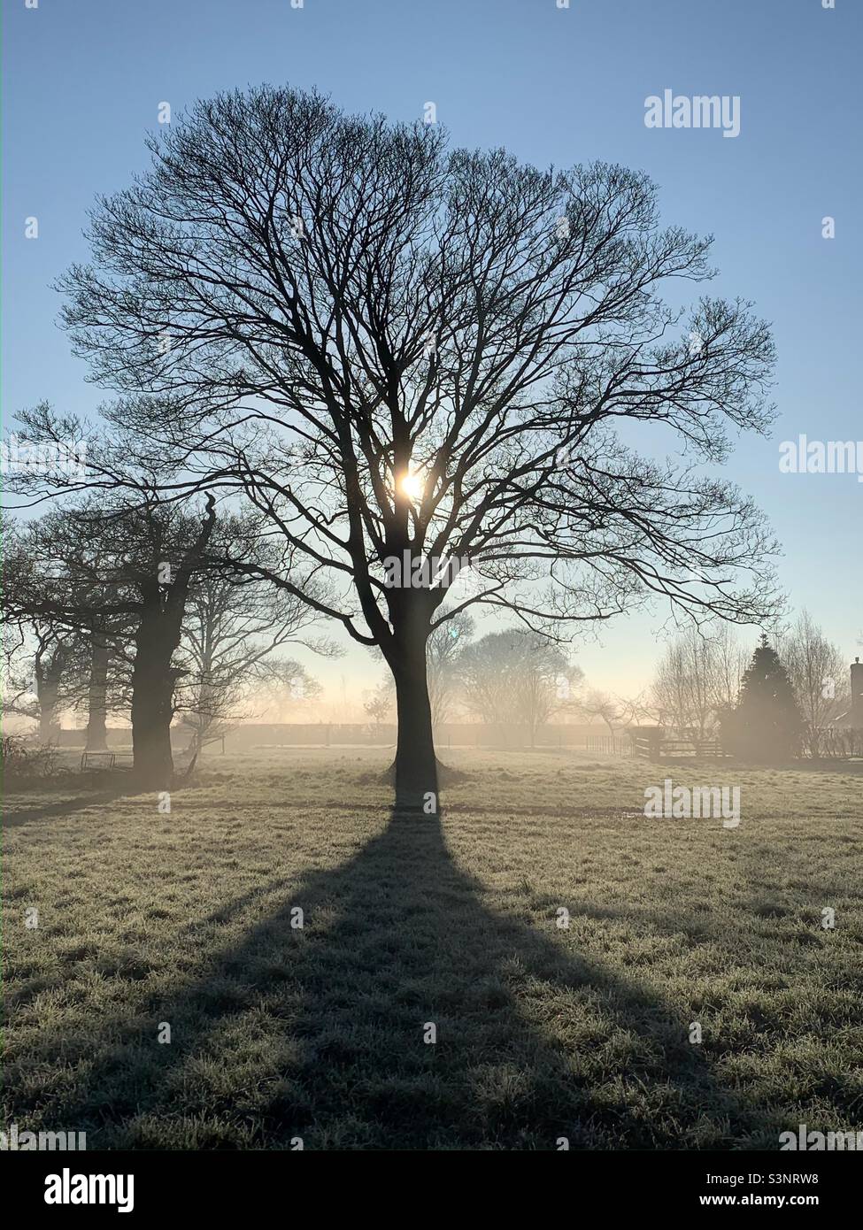 Winter skeletal trees hi-res stock photography and images - Alamy