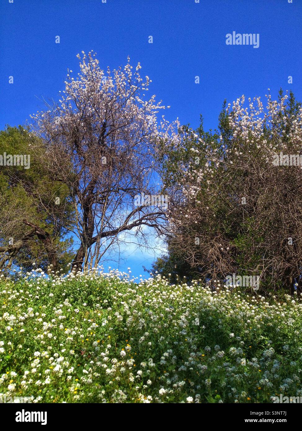 Vegetation of Spring Stock Photo - Alamy