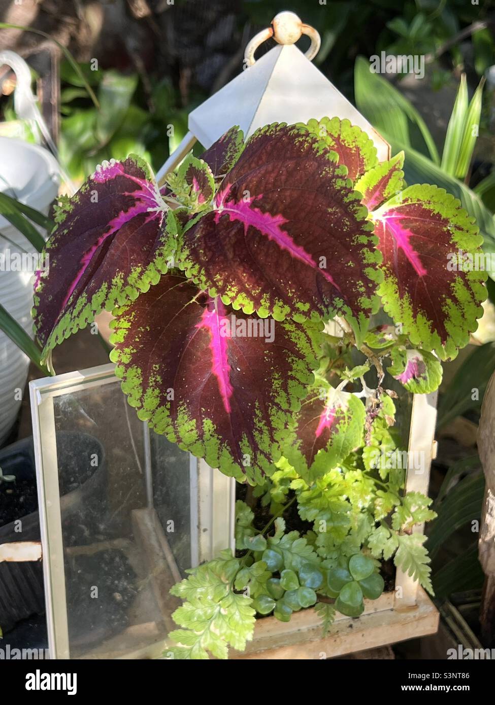 Coleus Extract foliage growing in lantern in garden Stock Photo - Alamy