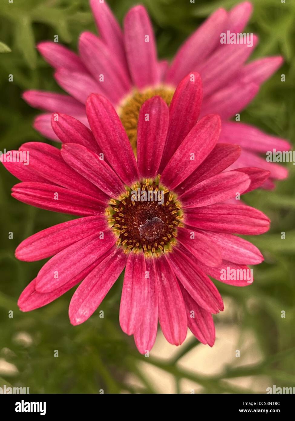 Osteospermum red hi-res stock photography and images - Alamy