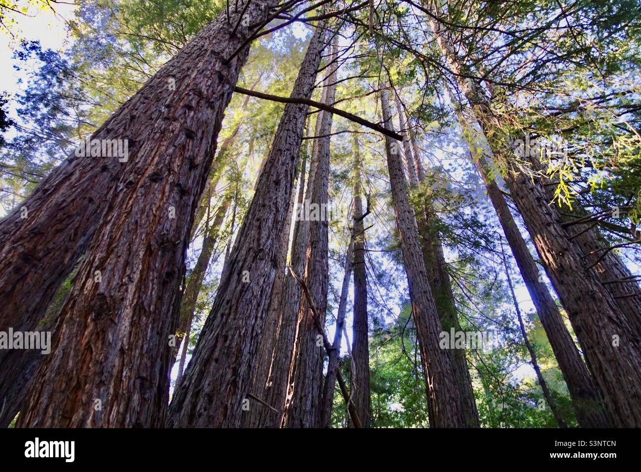 Giant redwoods hi-res stock photography and images - Alamy