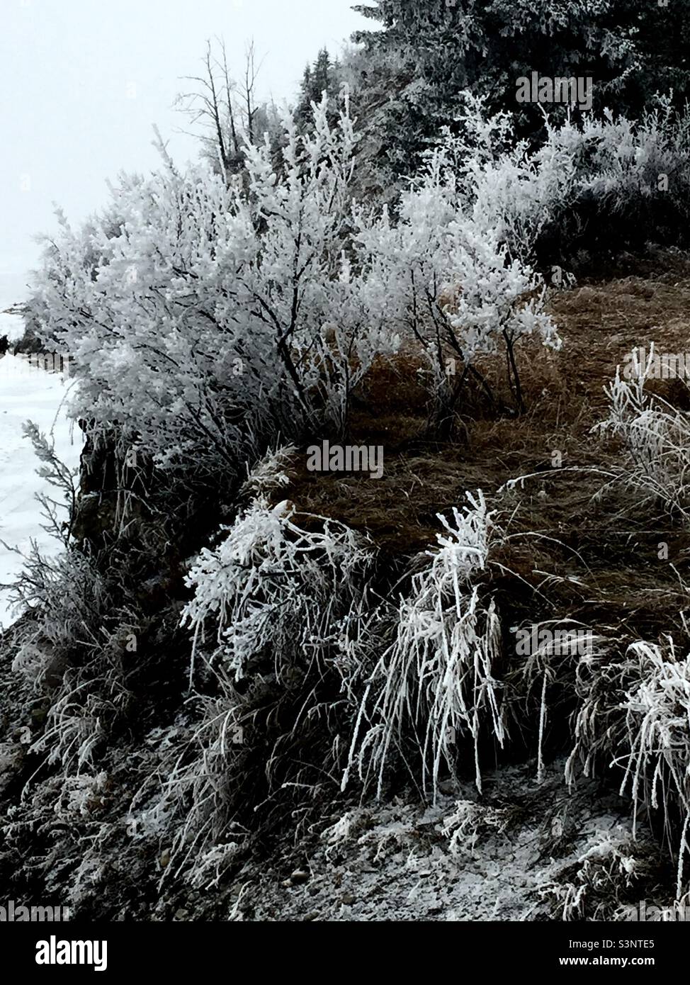 Hoar frost, Ghost Lake Provincial Recreation Park, evergreen, trees ...