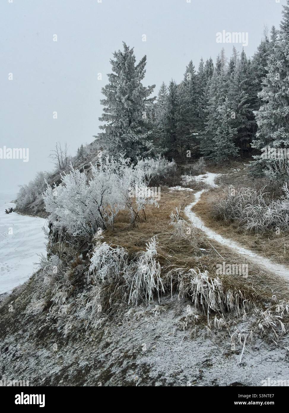 Hoar frost, Ghost Lake Provincial Recreation Park, evergreen, trees ...