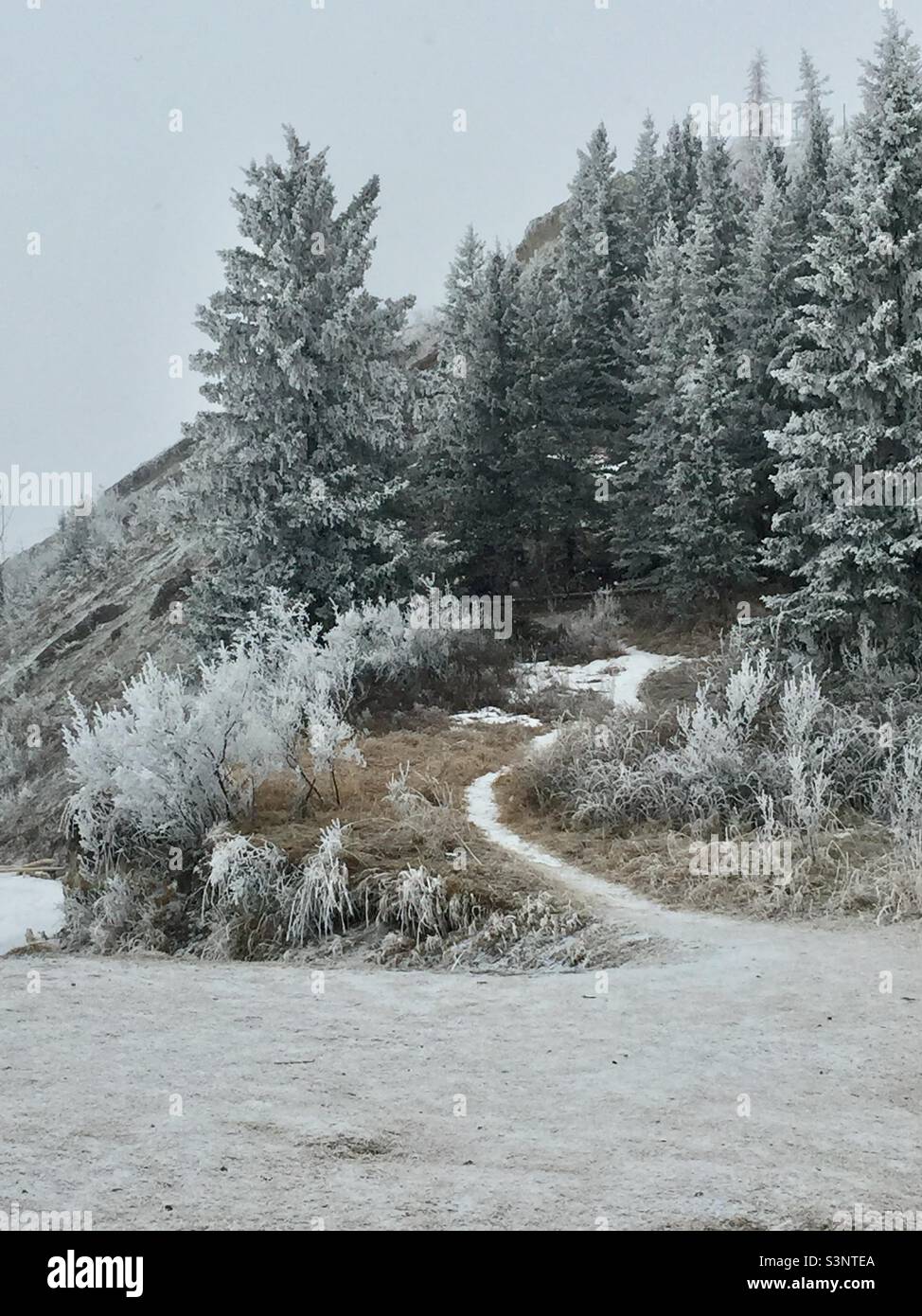 Hoar frost, Ghost Lake Provincial Recreation Park, evergreen, trees ...