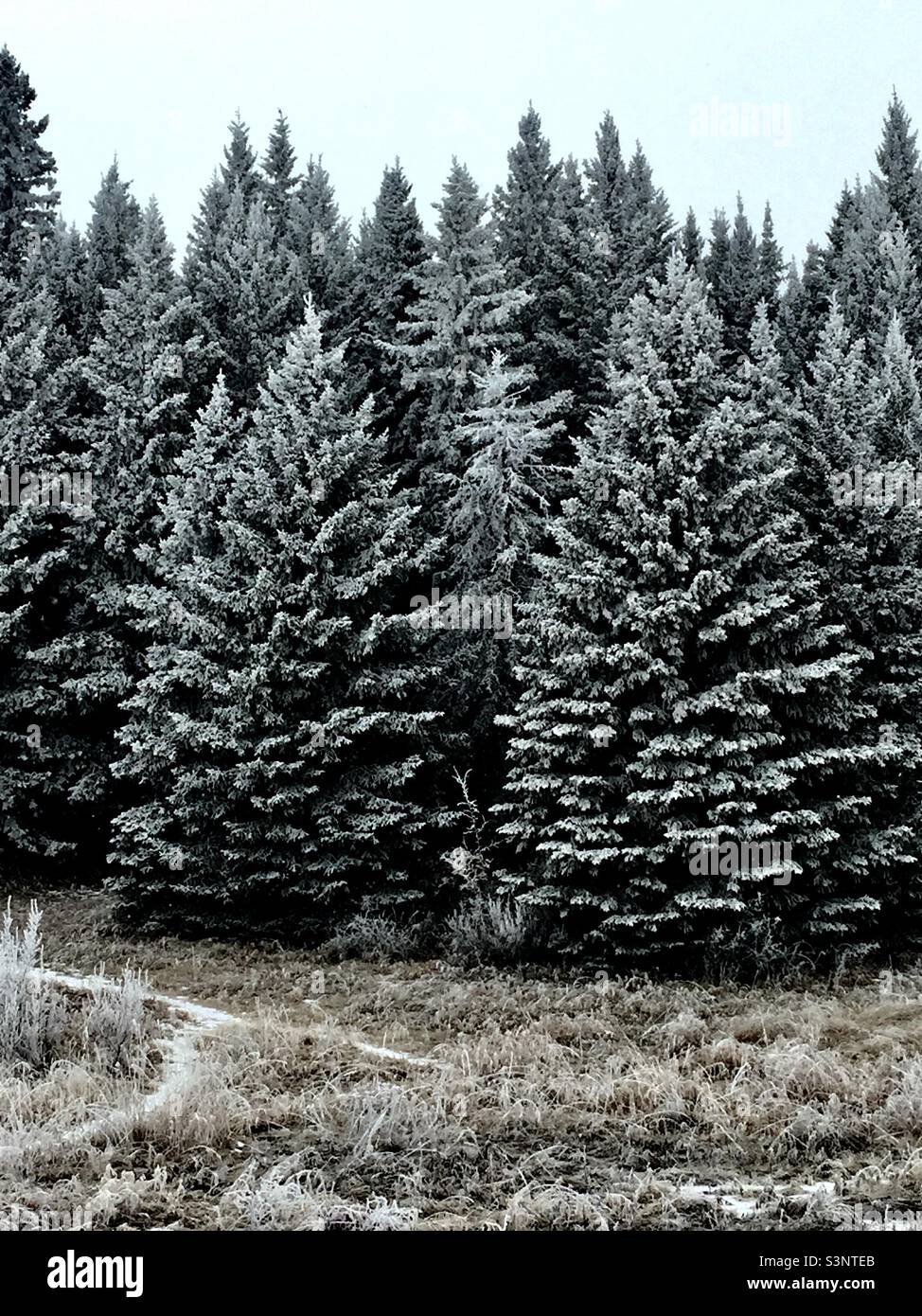 Hoar frost, Ghost Lake Provincial Recreation Park, evergreen, trees ...