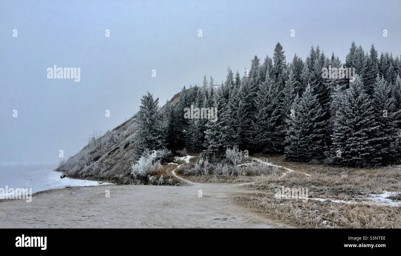 Hoar frost, Ghost Lake Provincial Recreation Park, evergreen, trees ...