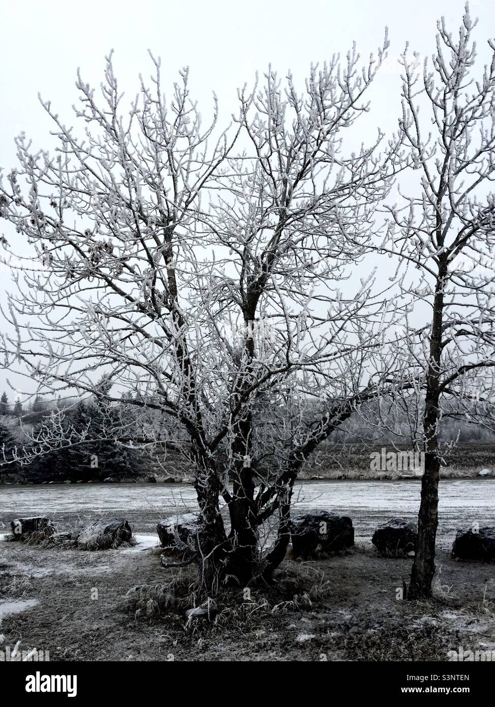 Hoar frost, Ghost Lake Provincial Recreation Park, evergreen, trees ...