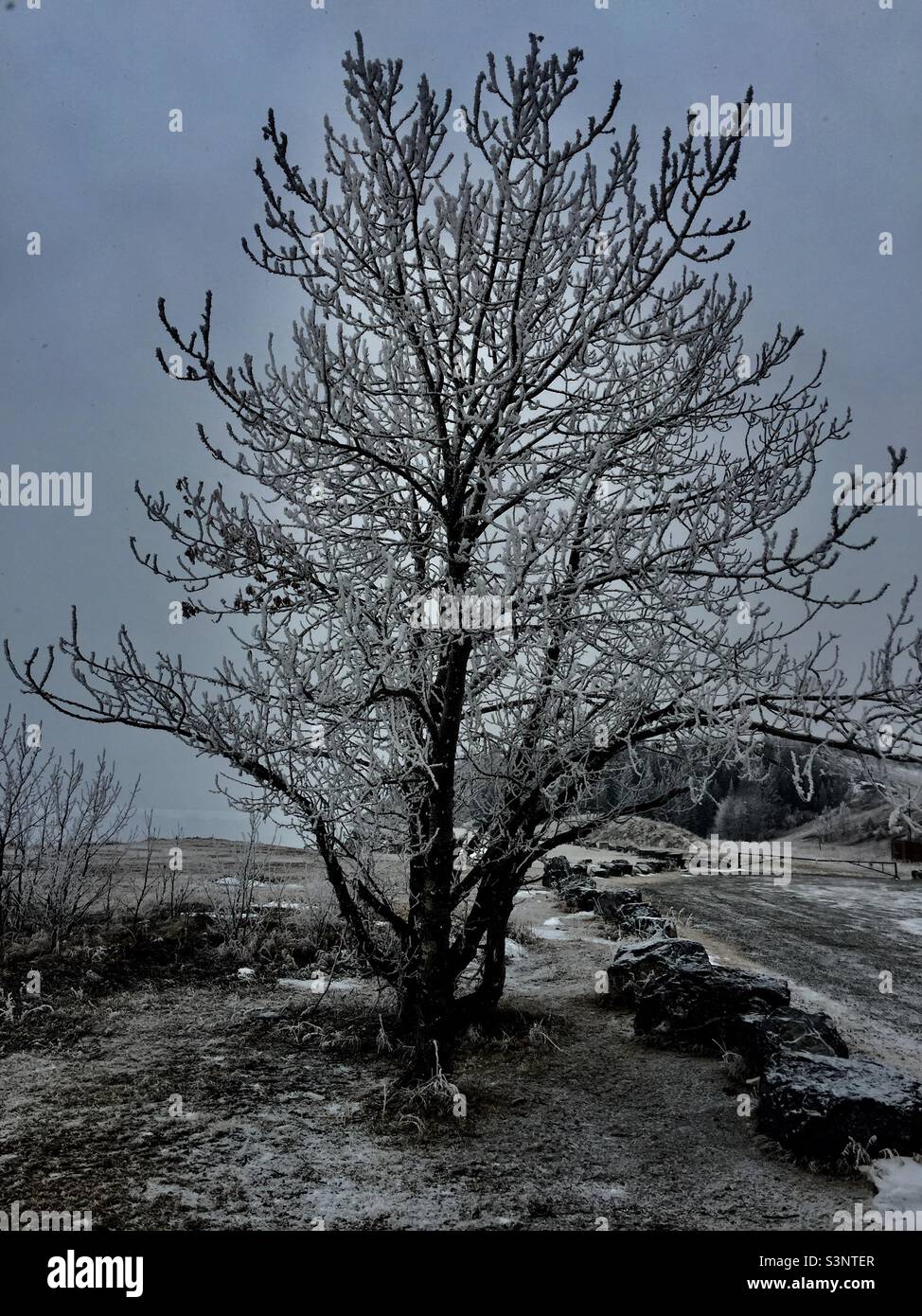 Hoar frost, Ghost Lake Provincial Recreation Park, evergreen, trees ...