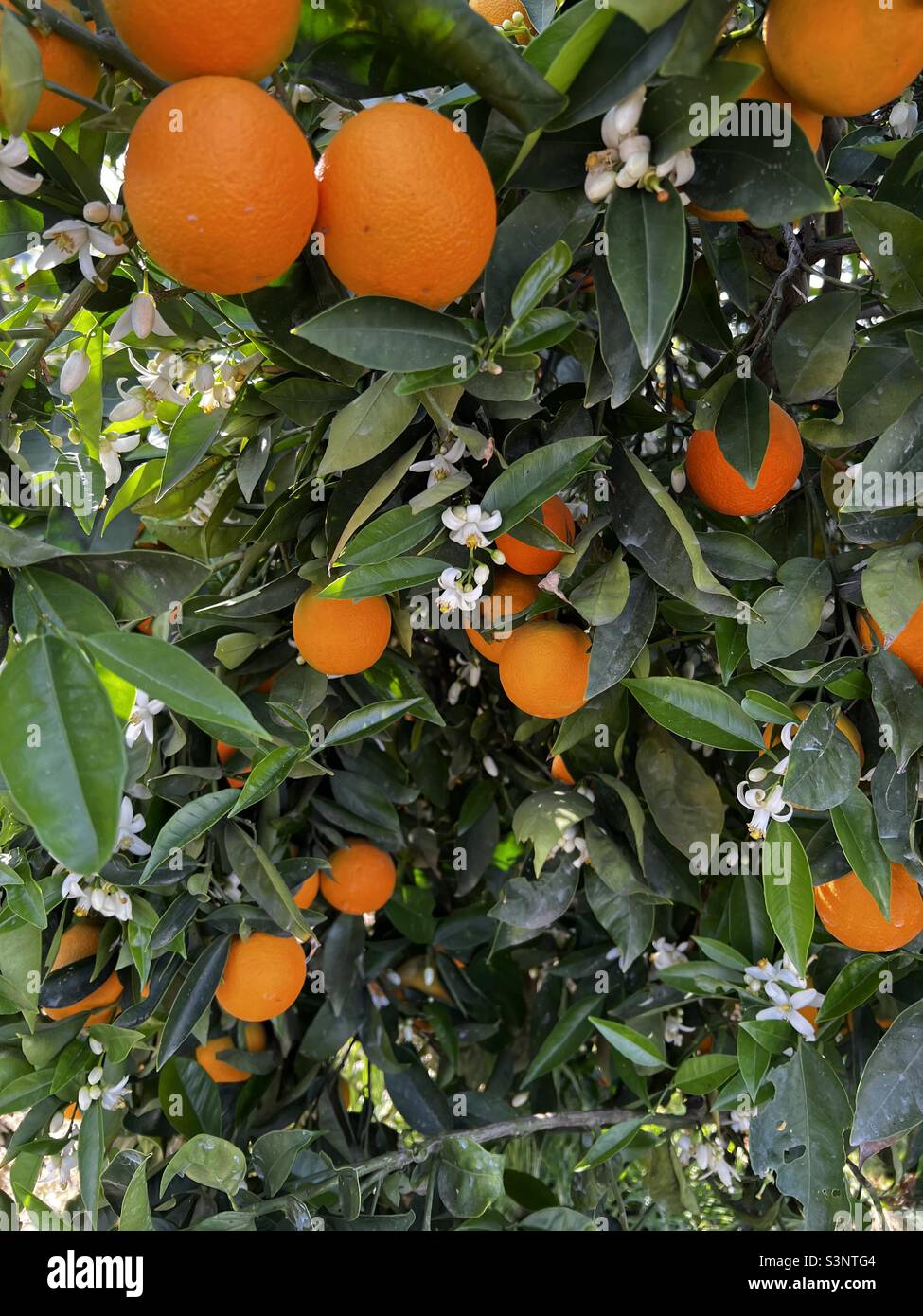 Oranges plant hi-res stock photography and images - Alamy