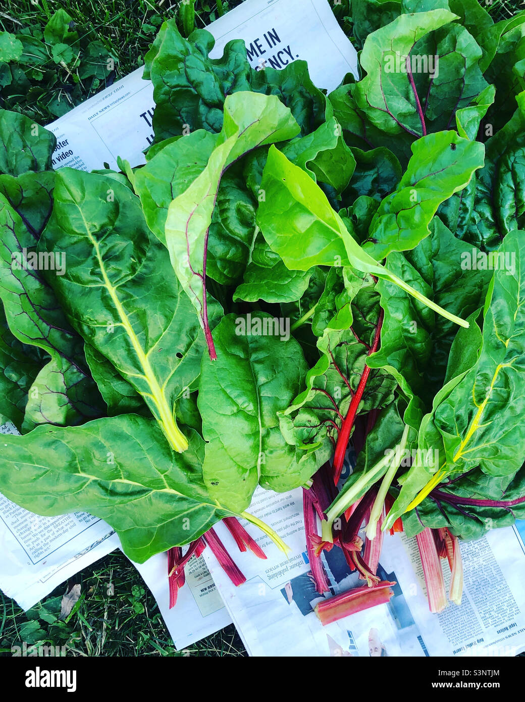 Chard rainbow hi-res stock photography and images - Alamy