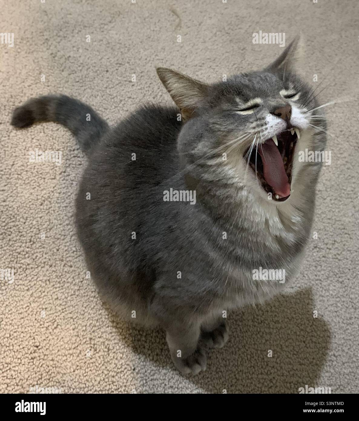 Yawning cat hi-res stock photography and images - Alamy