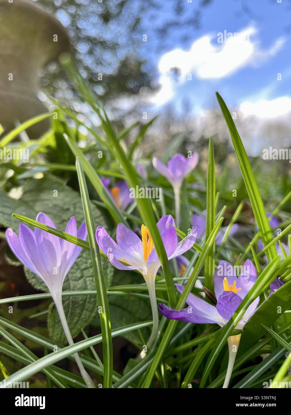 Spring flower and the sun hi-res stock photography and images - Alamy