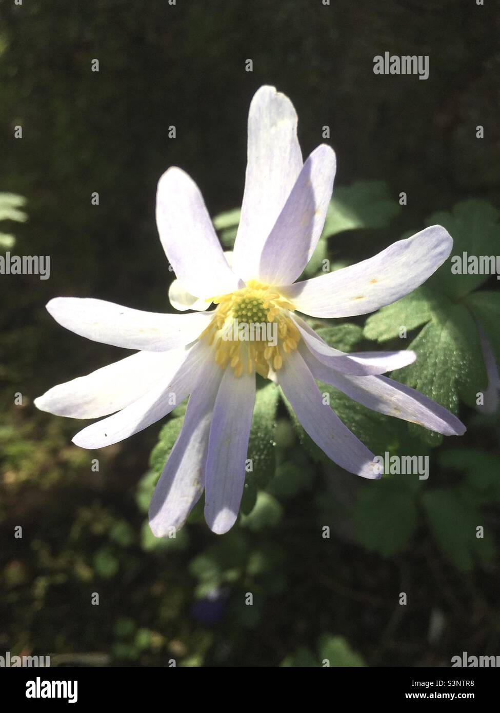 Nature, flower, white, yellow, green, sunlight, illuminated, shine ...