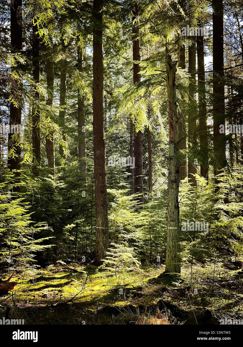 Sunlight sunlit hi-res stock photography and images - Alamy