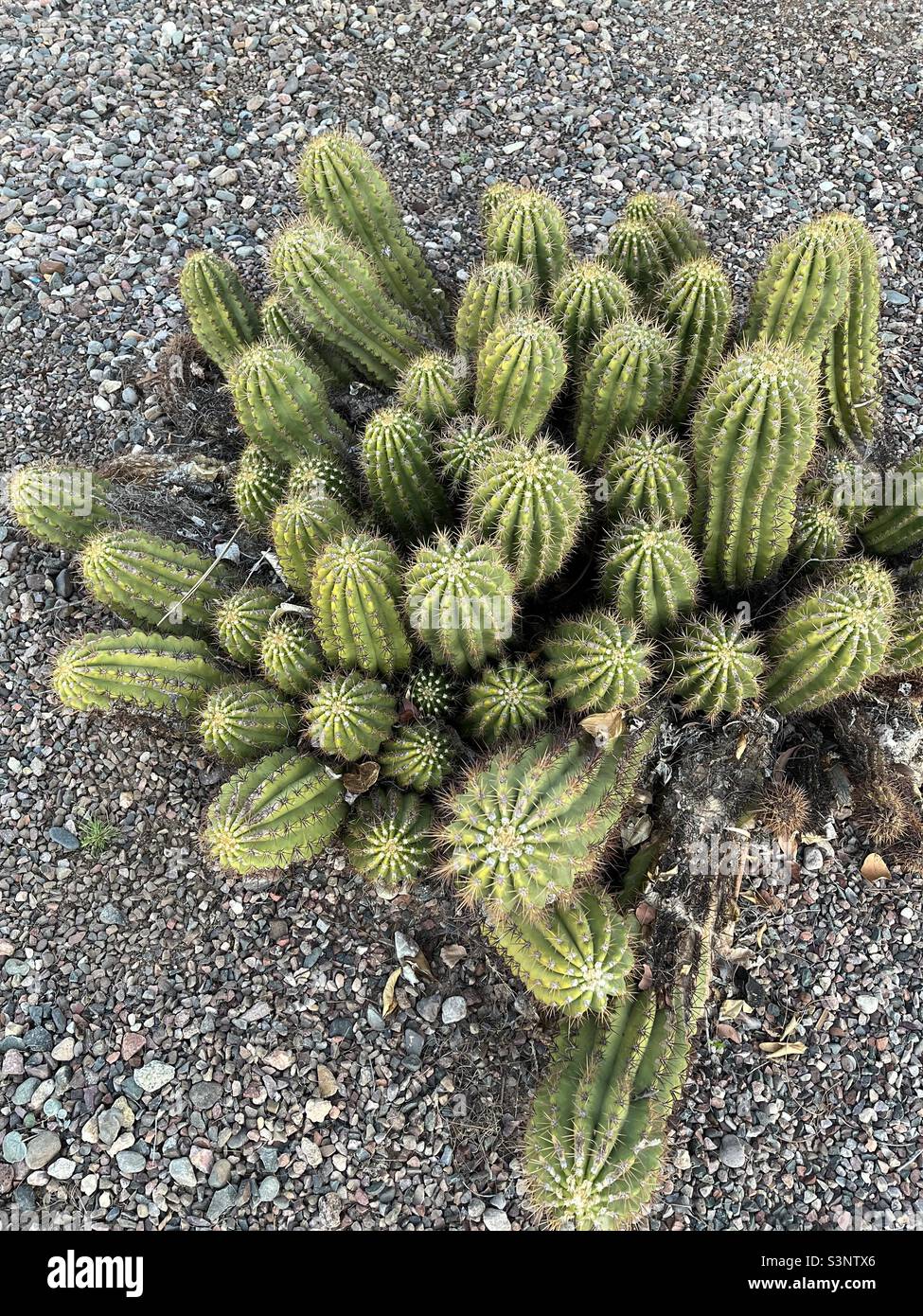 Cluster of cactus hi-res stock photography and images - Alamy