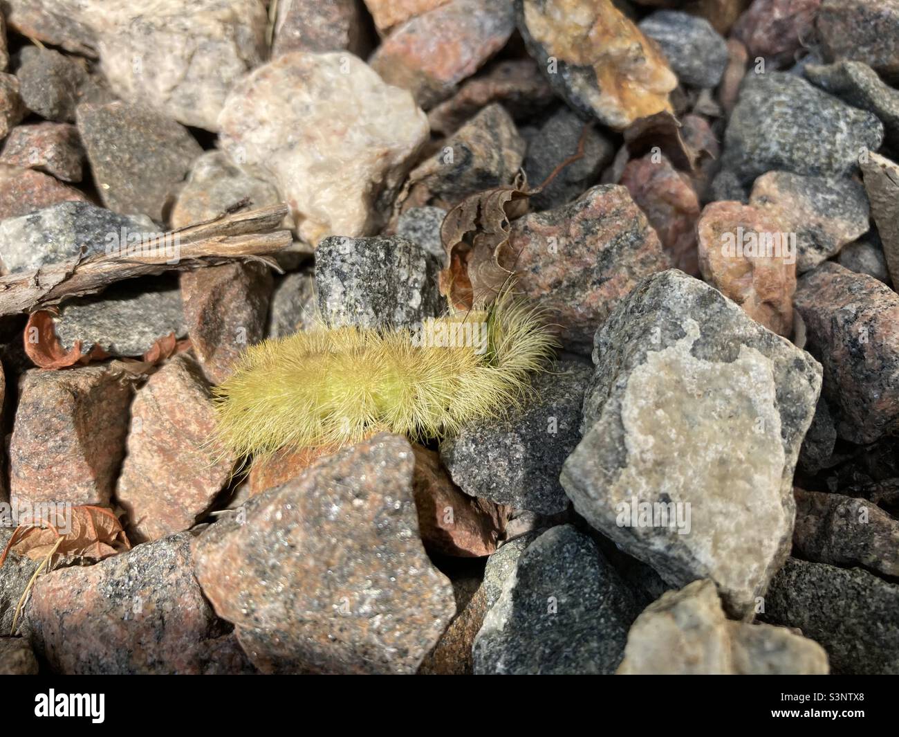 Moth larvae hi-res stock photography and images - Alamy