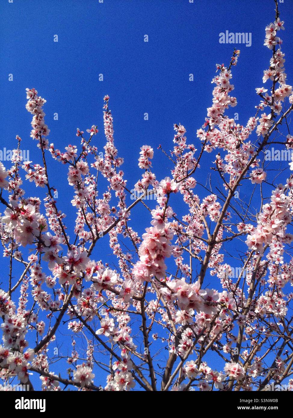 Almond tree france hi-res stock photography and images - Alamy