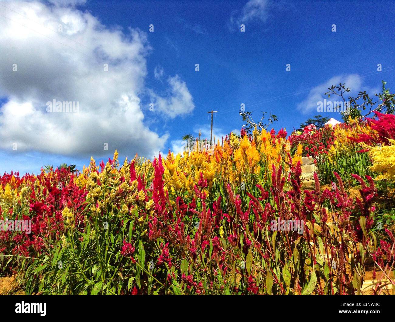 Sirao flower garden hi-res stock photography and images - Alamy
