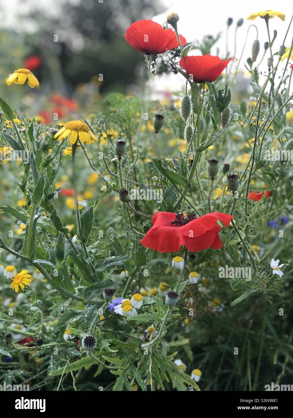Springtime wild flowers Uk Stock Photo - Alamy