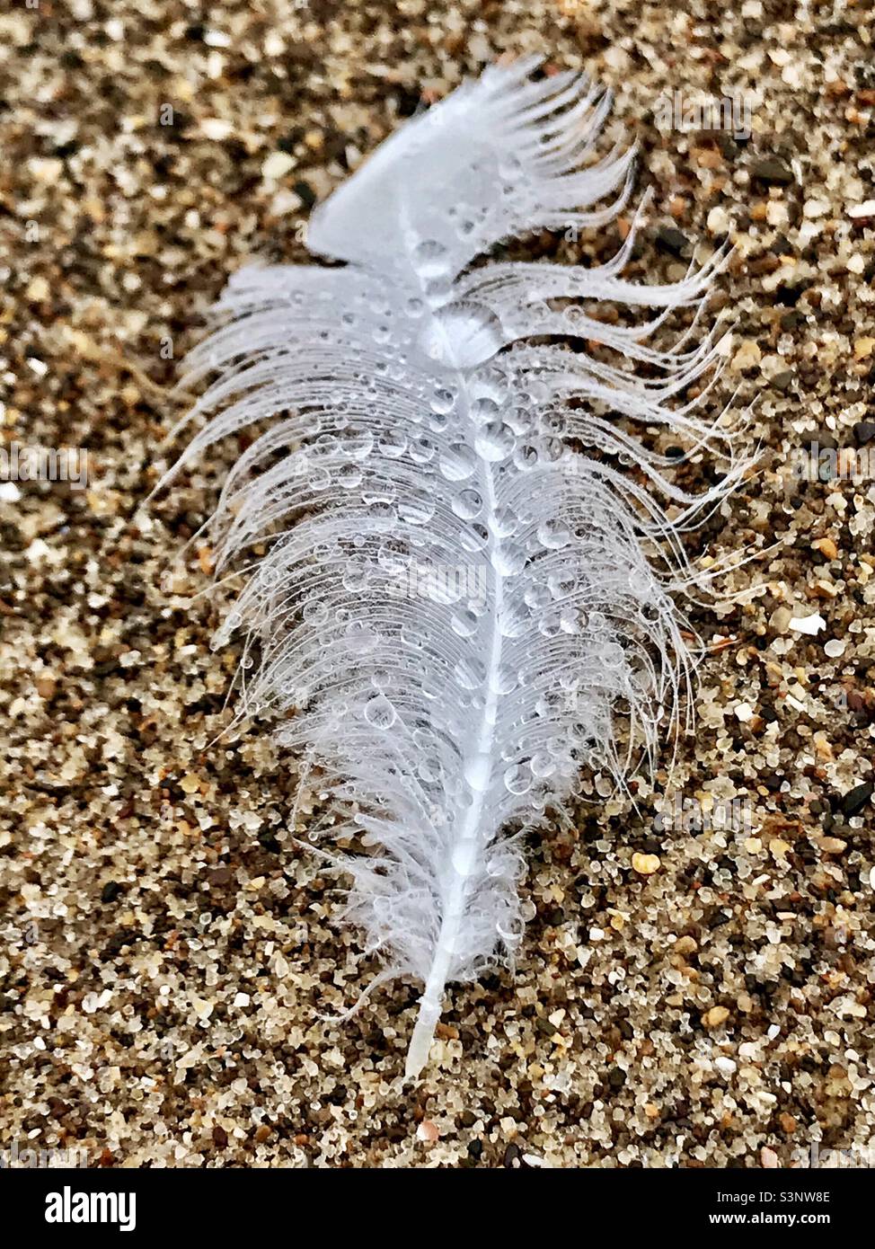 Raindrops on feather hi-res stock photography and images - Alamy