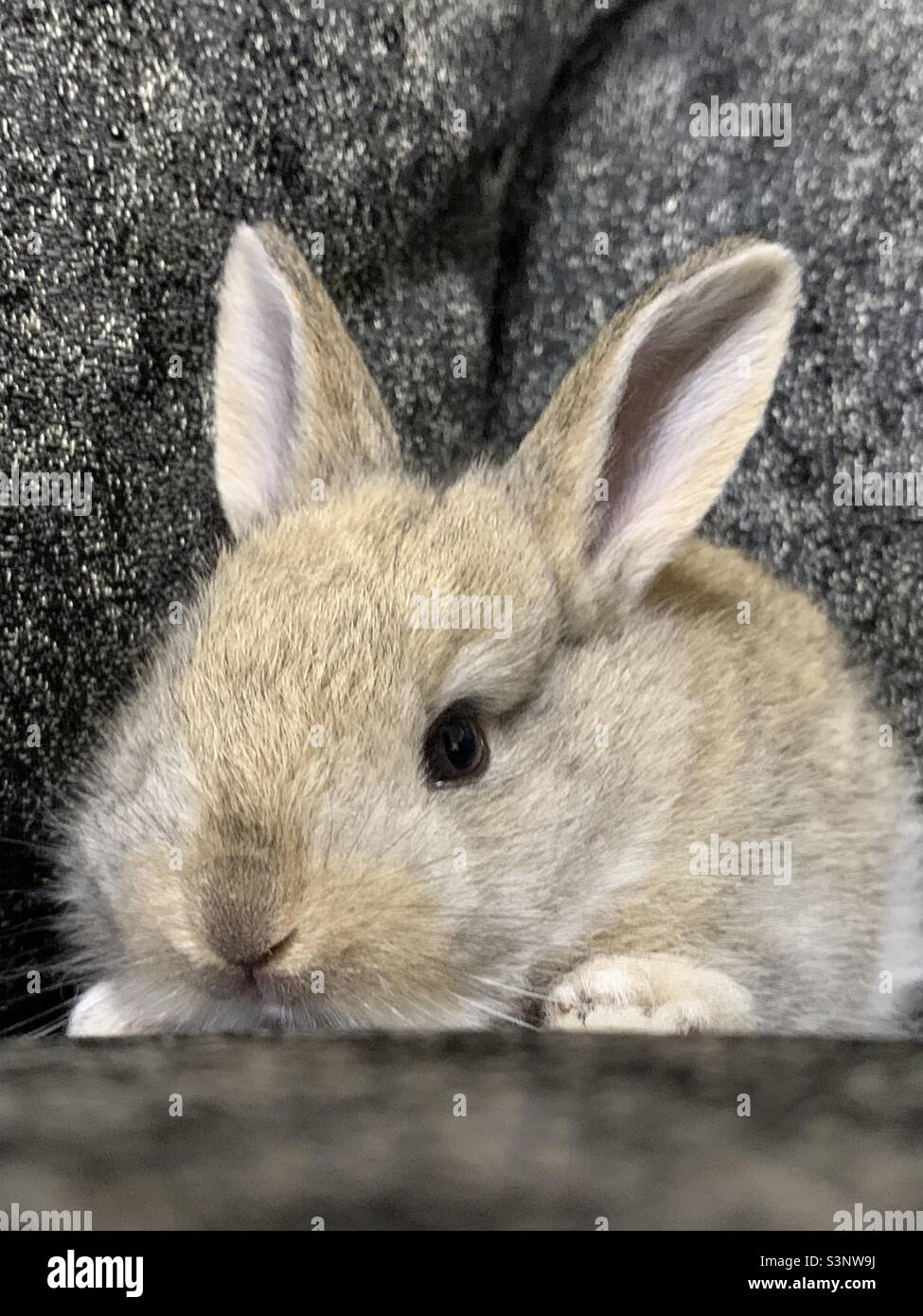 Pet and furniture hi-res stock photography and images - Alamy