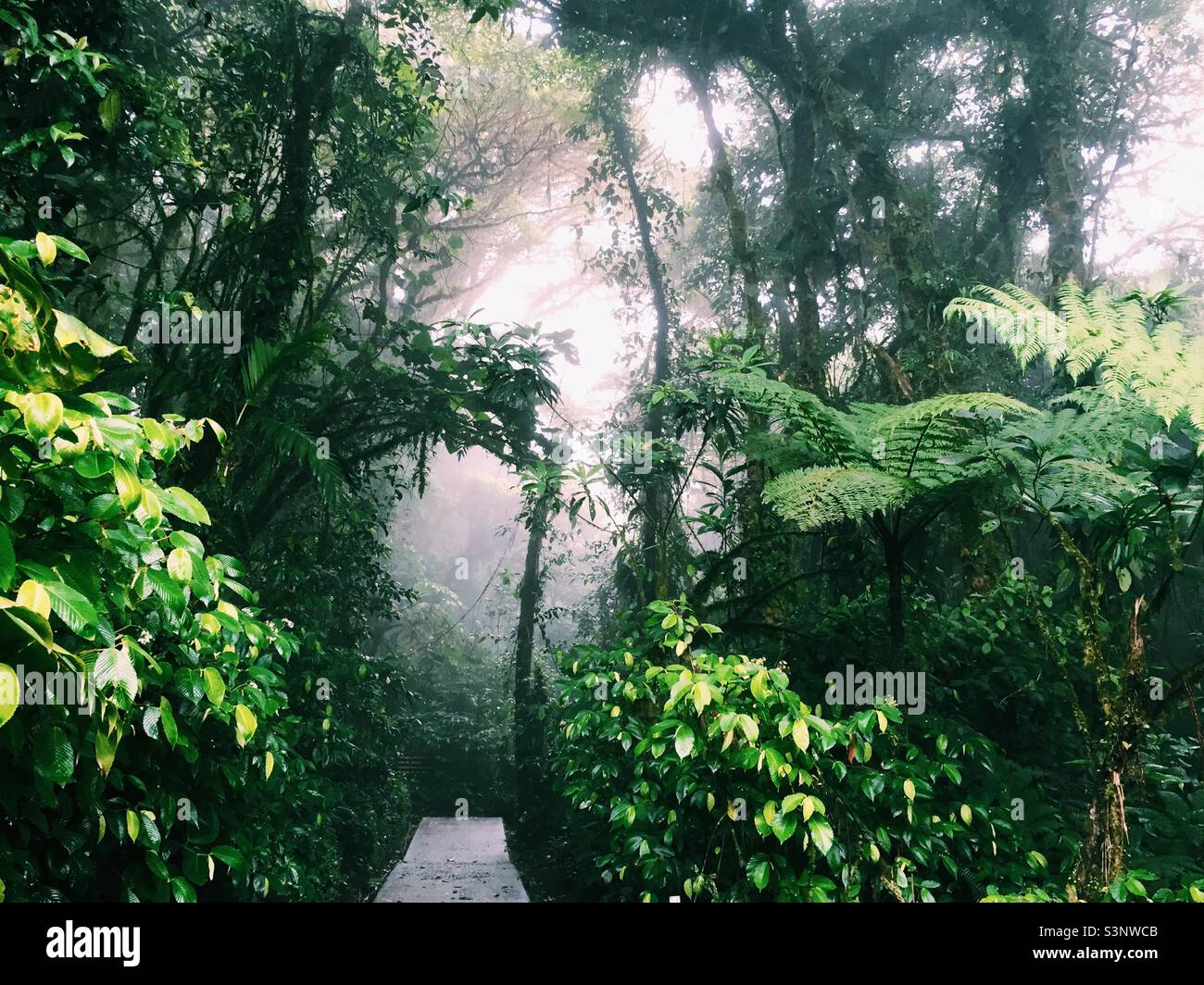 Monteverde rainforest hi-res stock photography and images - Alamy