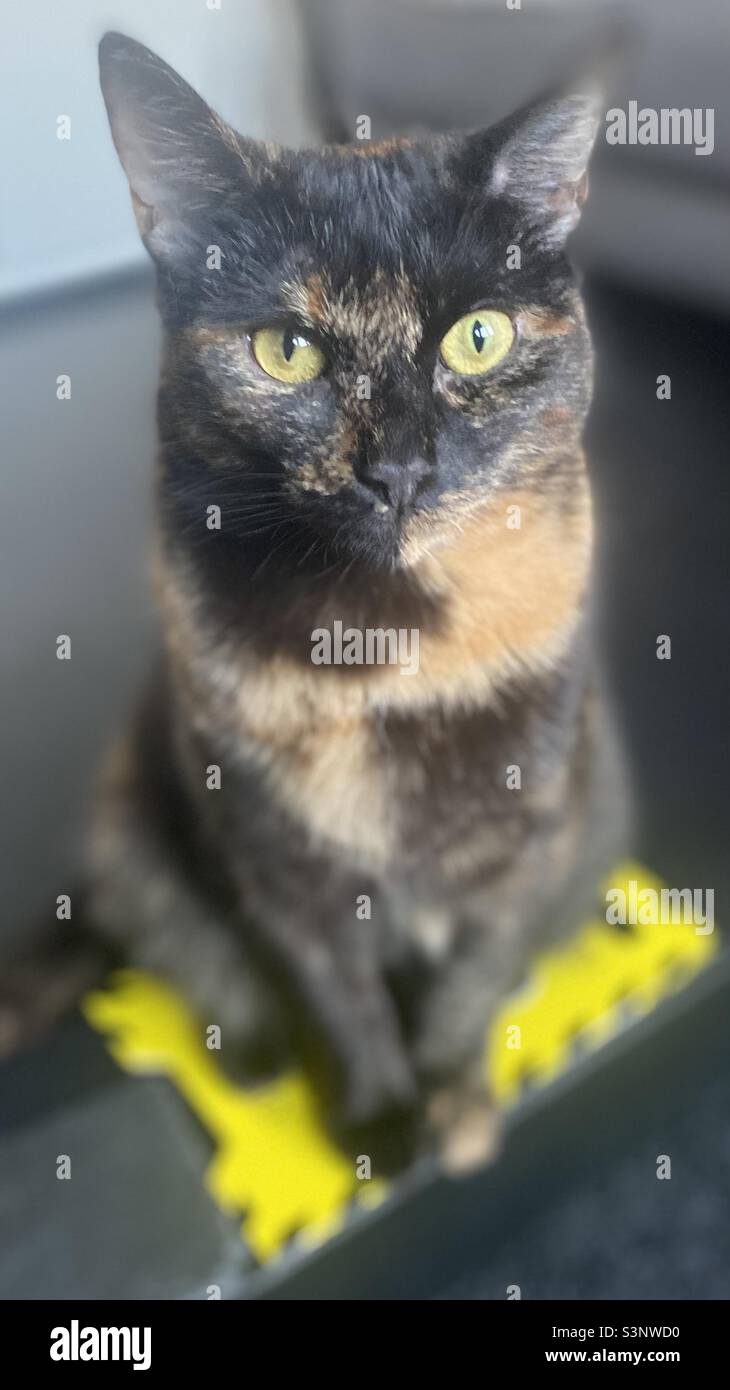 Danger cat hi-res stock photography and images - Alamy