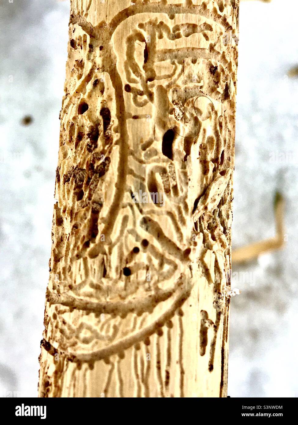 Insect art hi-res stock photography and images - Alamy