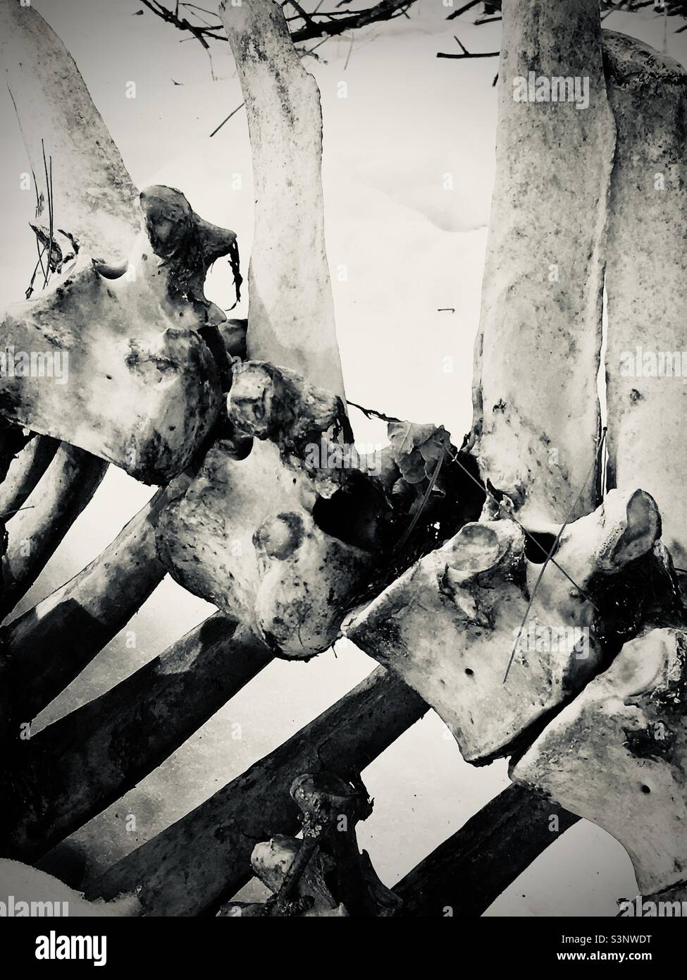 Skeleton ribs hi-res stock photography and images - Alamy