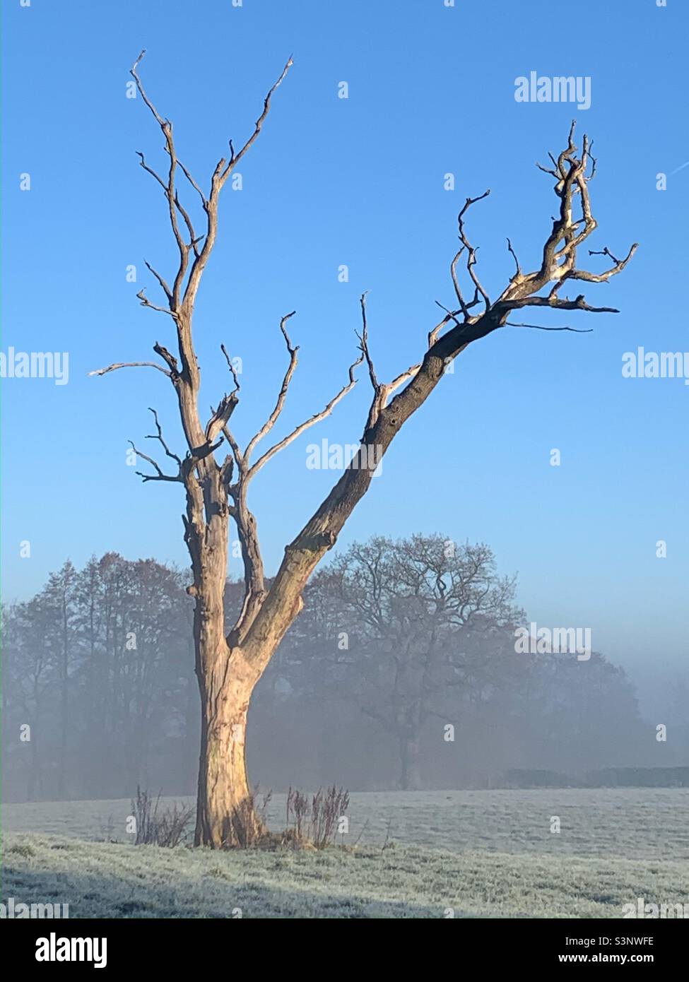 Skeletal tree hi-res stock photography and images - Alamy