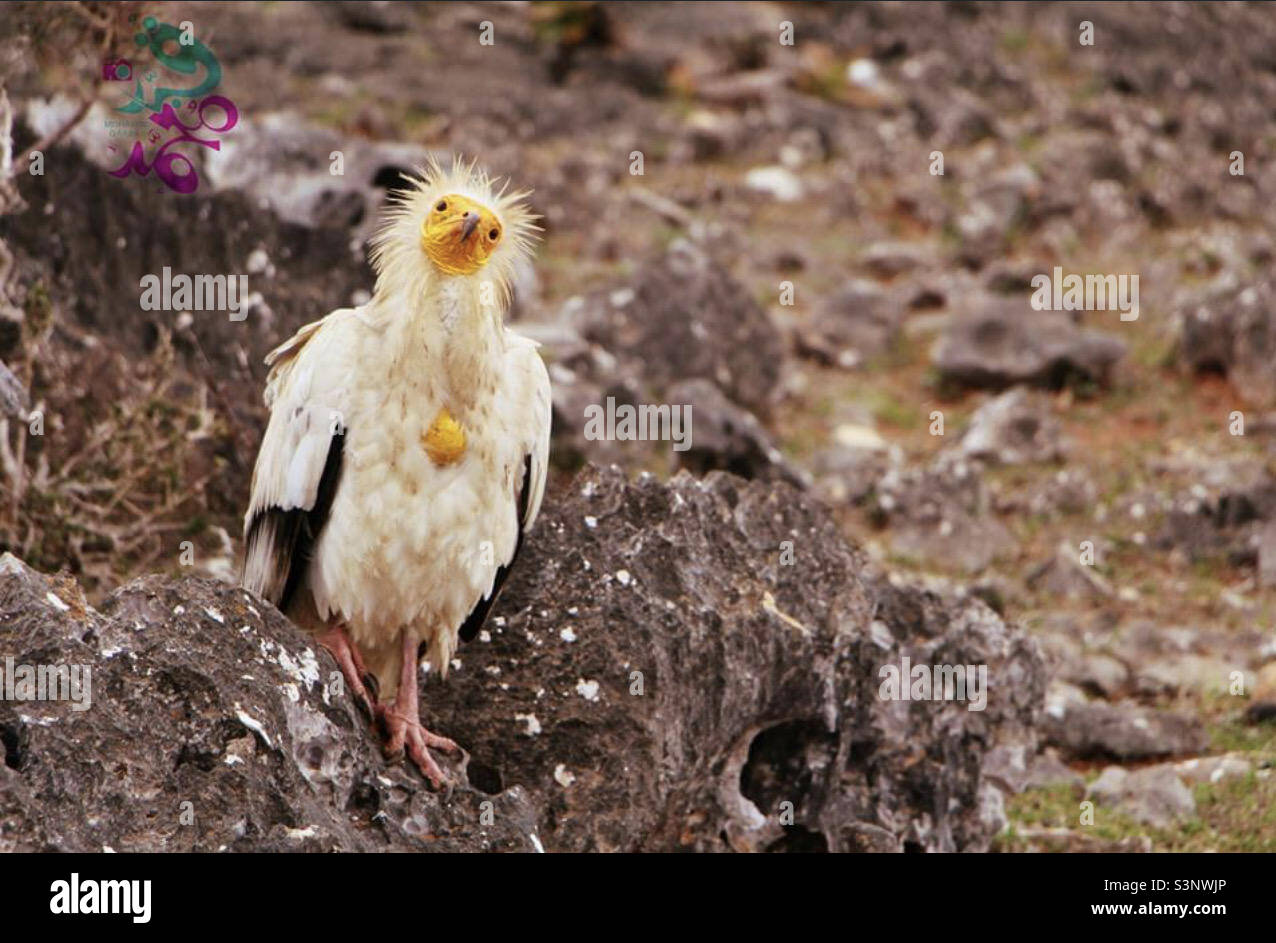 Bakri hi-res stock photography and images - Alamy