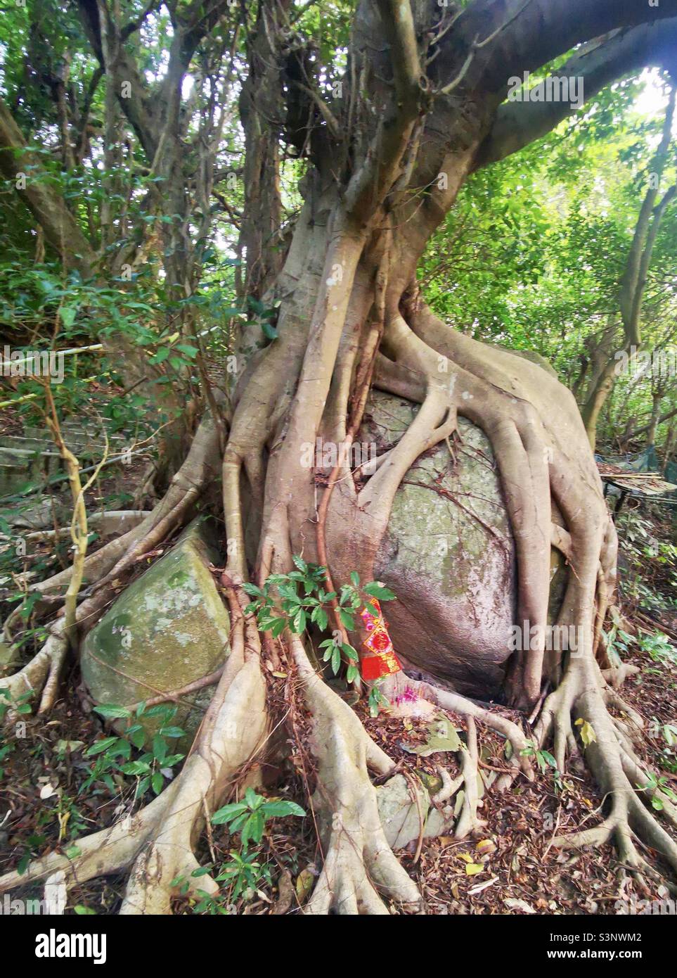Banyan tree hong kong hi-res stock photography and images - Alamy