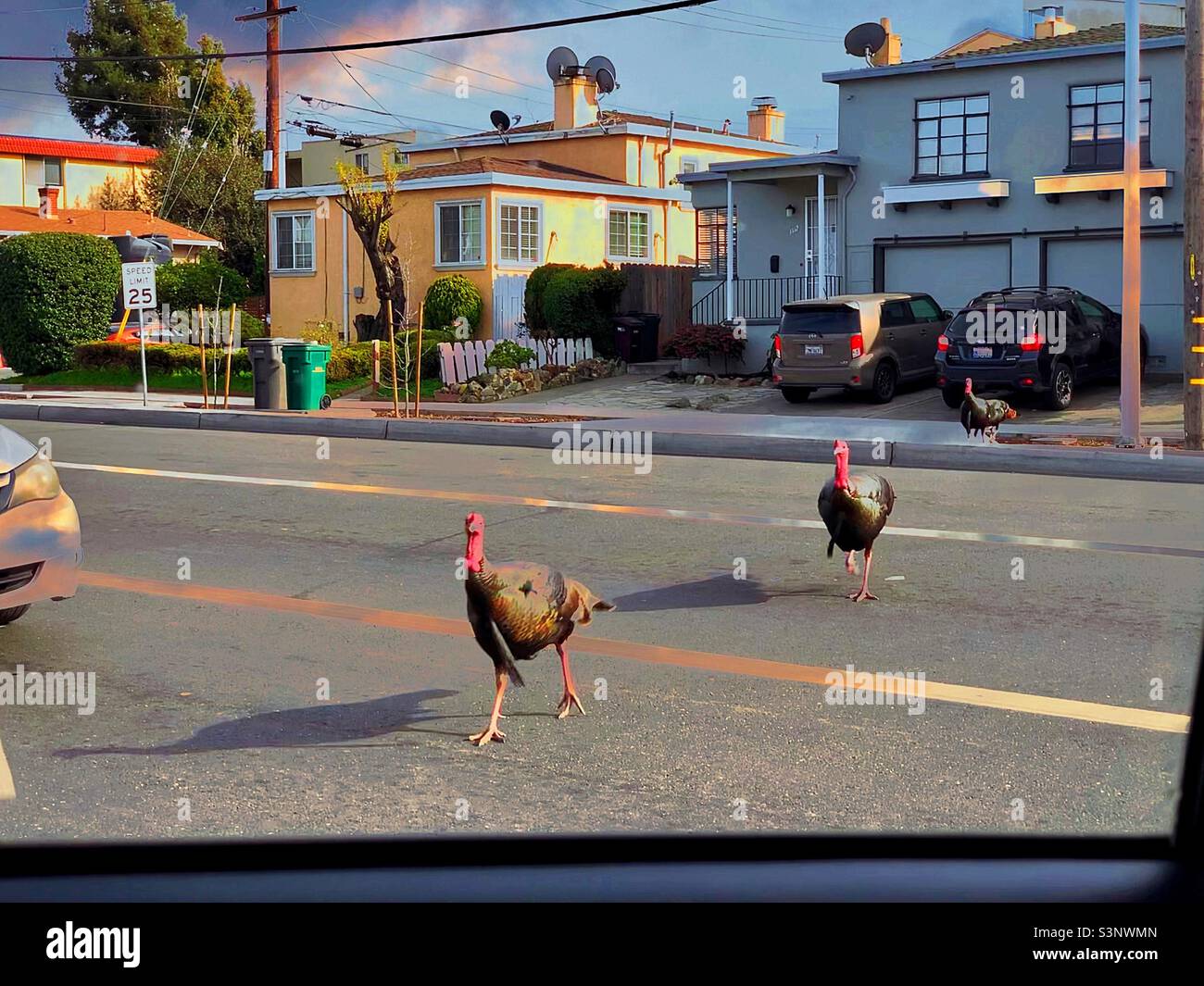 Turkeys crossing road hi-res stock photography and images - Alamy