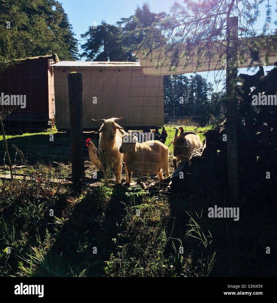 Farn animals hi-res stock photography and images - Alamy