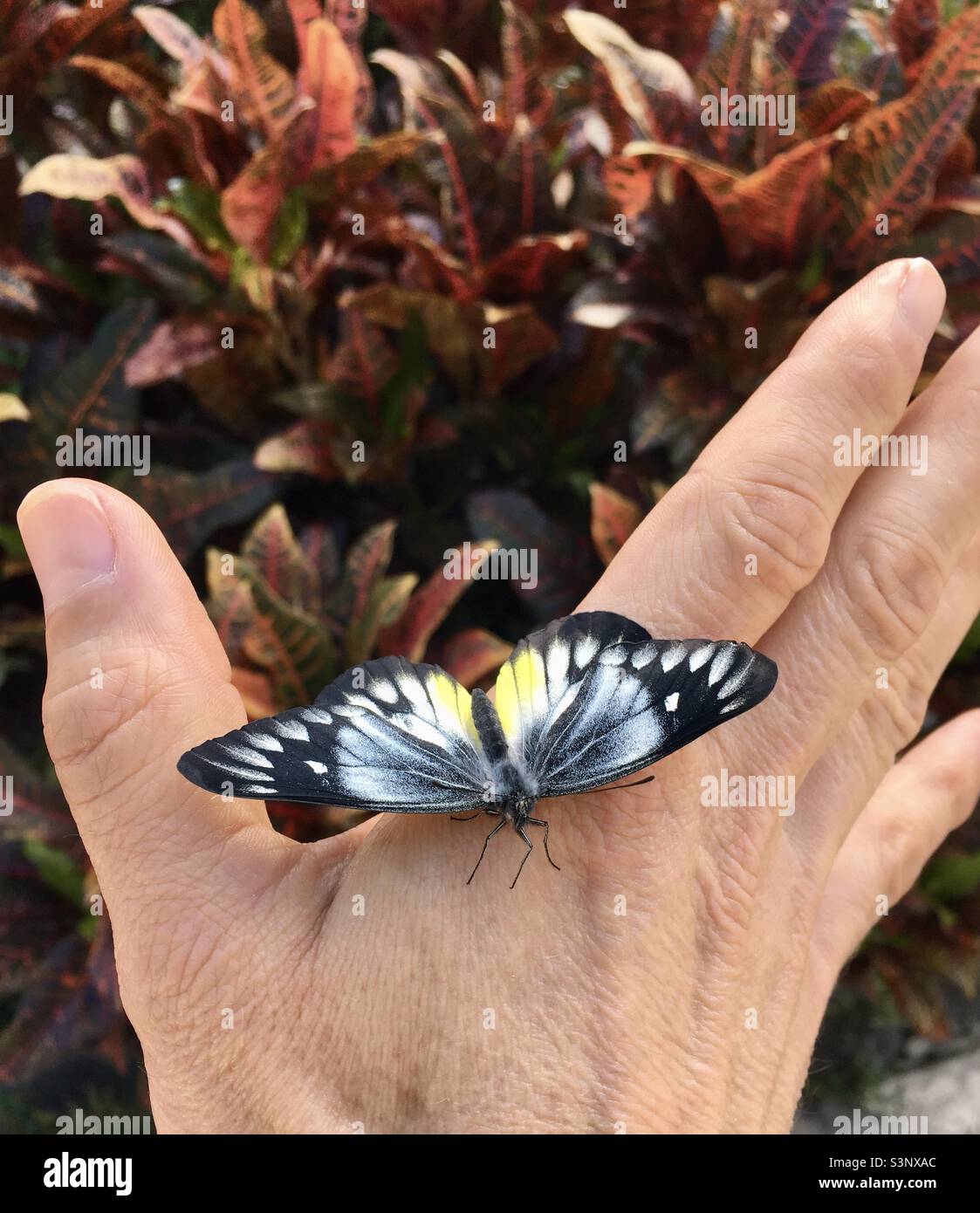 Butterfly resting on hand Stock Photo - Alamy