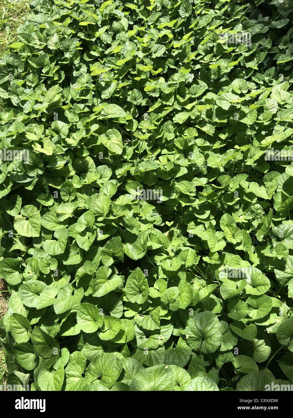 Violet leaf plant hi-res stock photography and images - Alamy