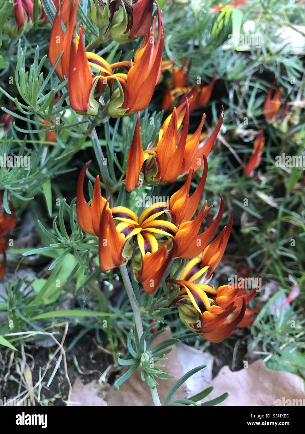 Orange and yellow flower hi-res stock photography and images - Alamy