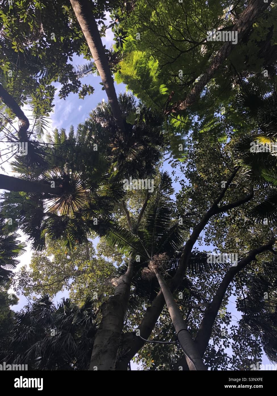 Forest canopy of trees hi-res stock photography and images - Alamy