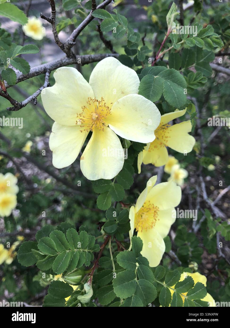 Wild yellow roses hi-res stock photography and images - Alamy