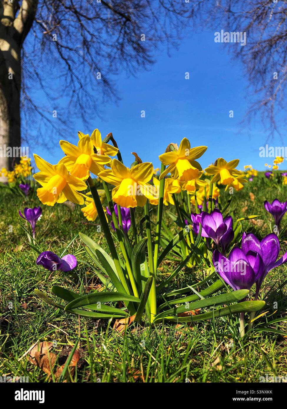 Daffodil with crocus hi-res stock photography and images - Alamy