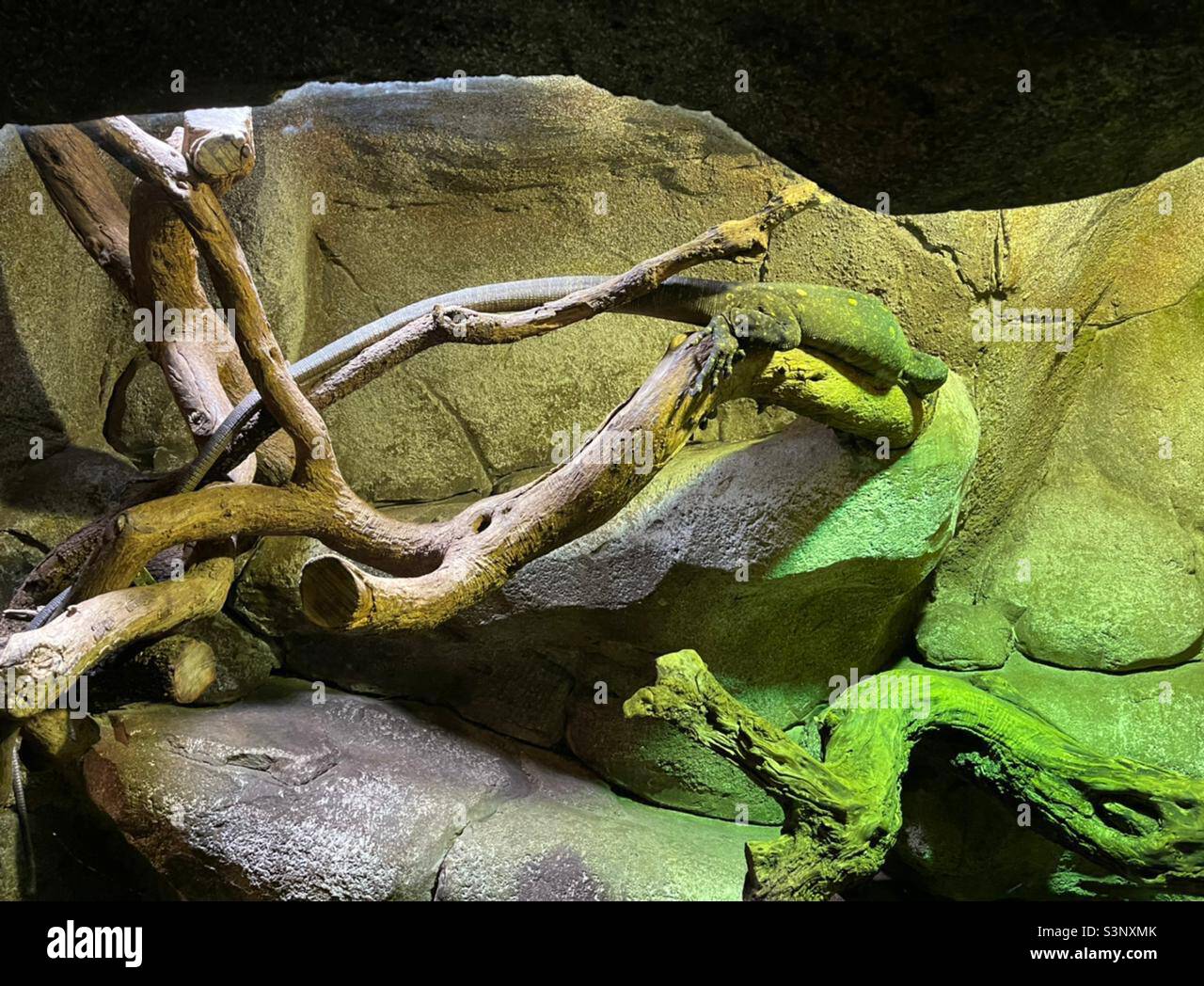 Faunia hi-res stock photography and images - Alamy