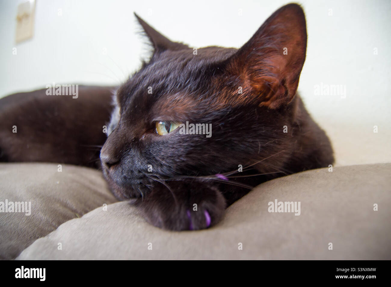 Black+cat hi-res stock photography and images - Alamy